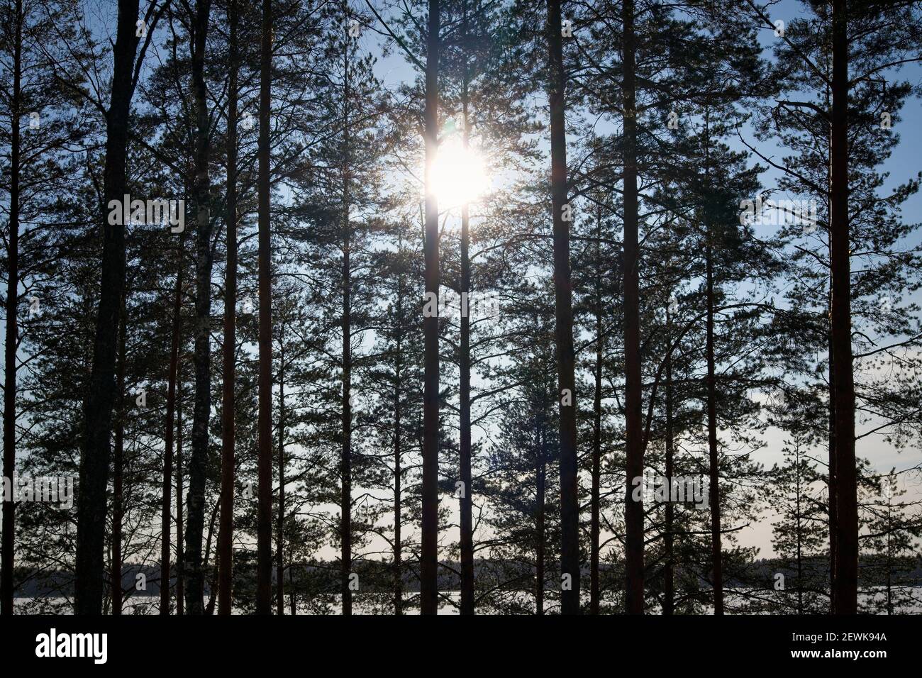 Sun shine through pine trees Stock Photo - Alamy