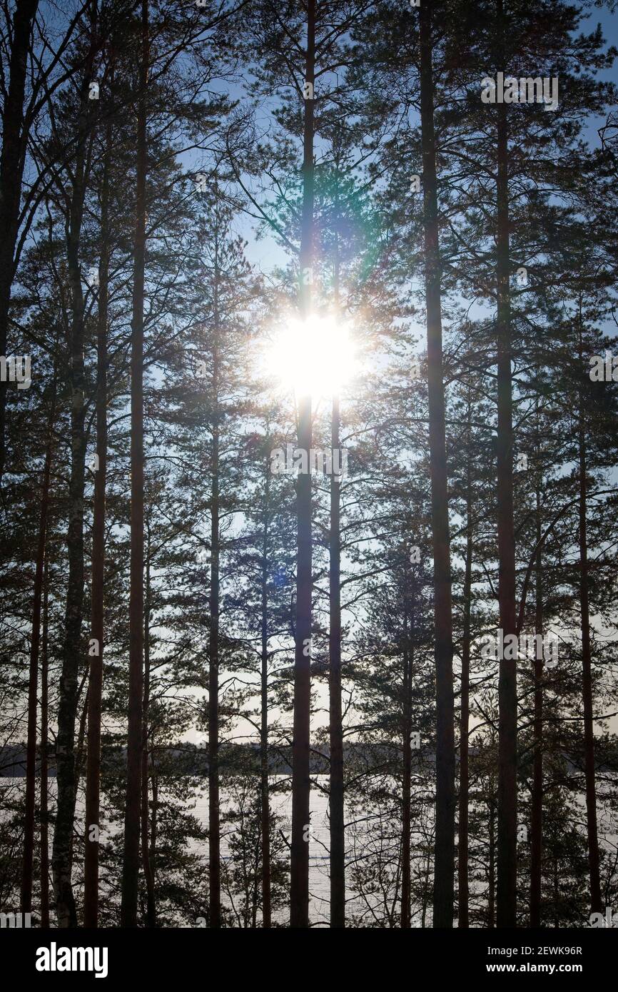 Sun shine through pine trees Stock Photo - Alamy