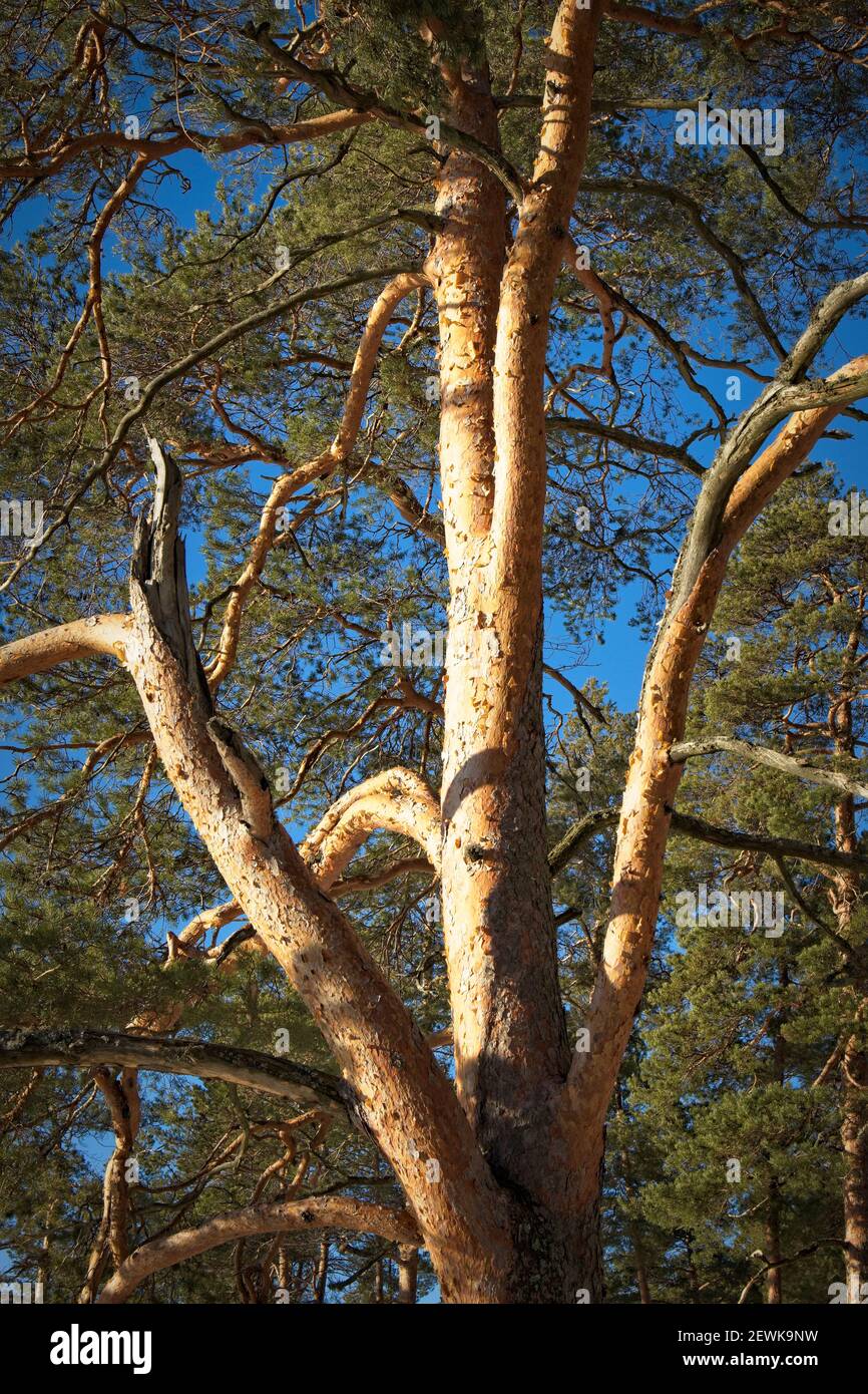 old pinus sylvestris pine tree Stock Photo - Alamy