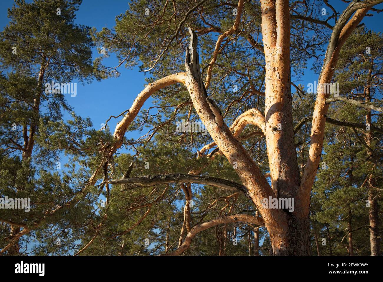 old pinus sylvestris pine tree Stock Photo - Alamy