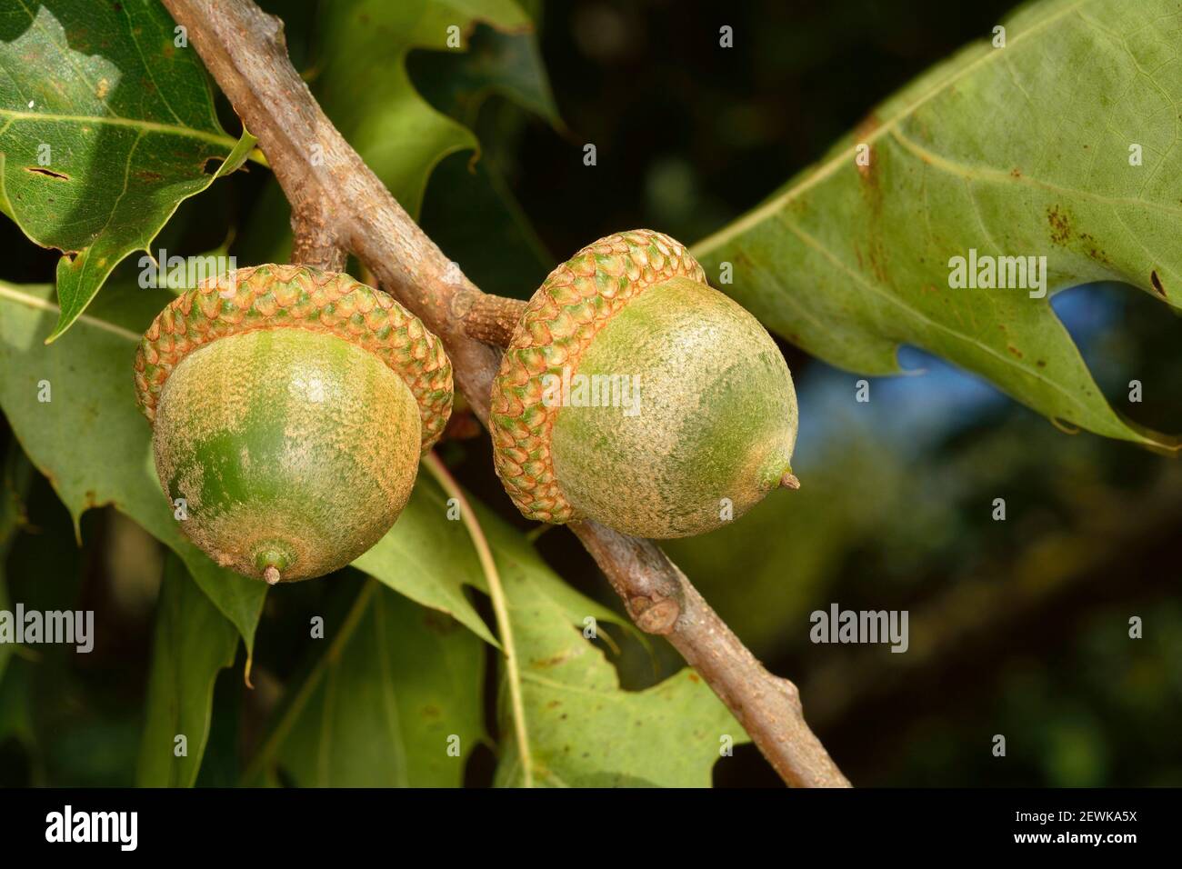 Quercus rubra hi-res stock photography and images - Alamy
