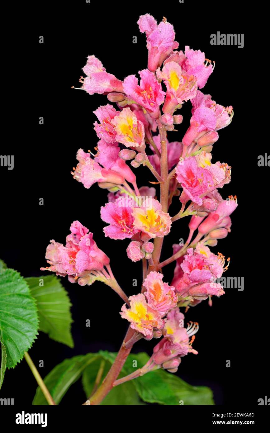 Aesculus x hi-res stock photography and images - Alamy