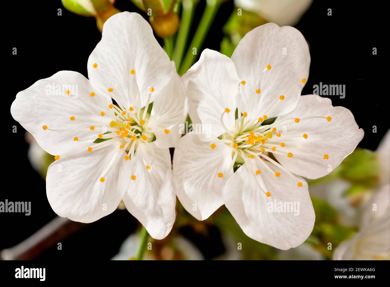 Cerezo hi-res stock photography and images - Alamy