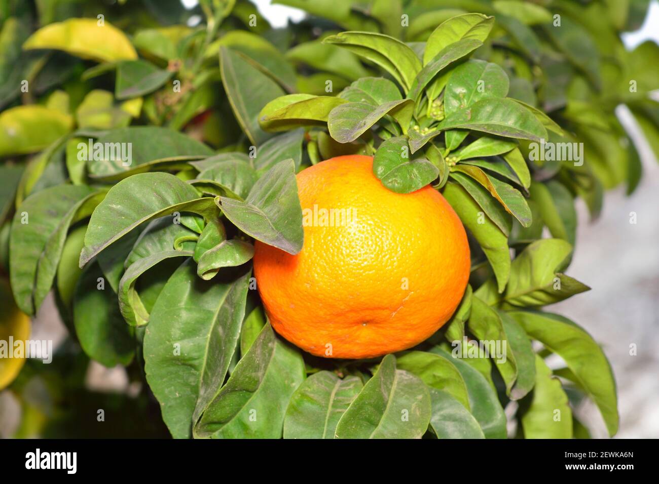 Leaf environment hi-res stock photography and images - Alamy