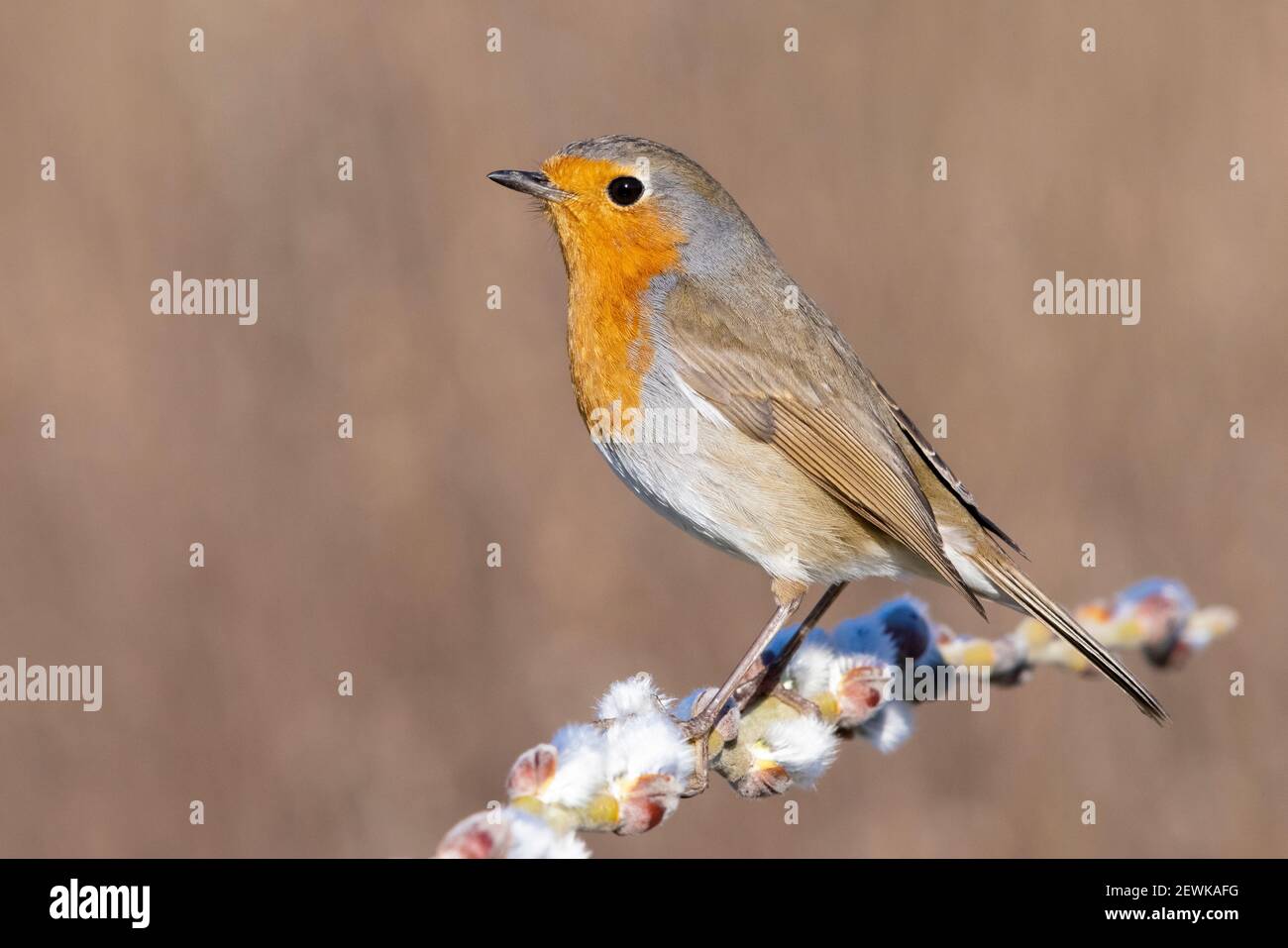 Side view robin bird on hi-res stock photography and images - Alamy