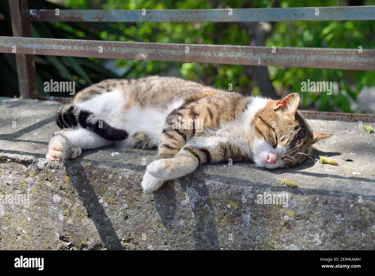 Street cats in Istanbul, Turkey Stock Photo - Alamy