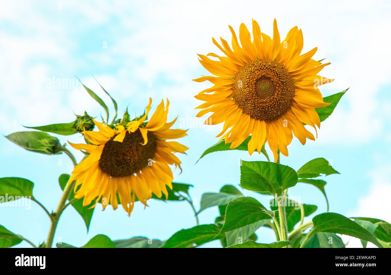 Windy sunflowers hi-res stock photography and images - Alamy