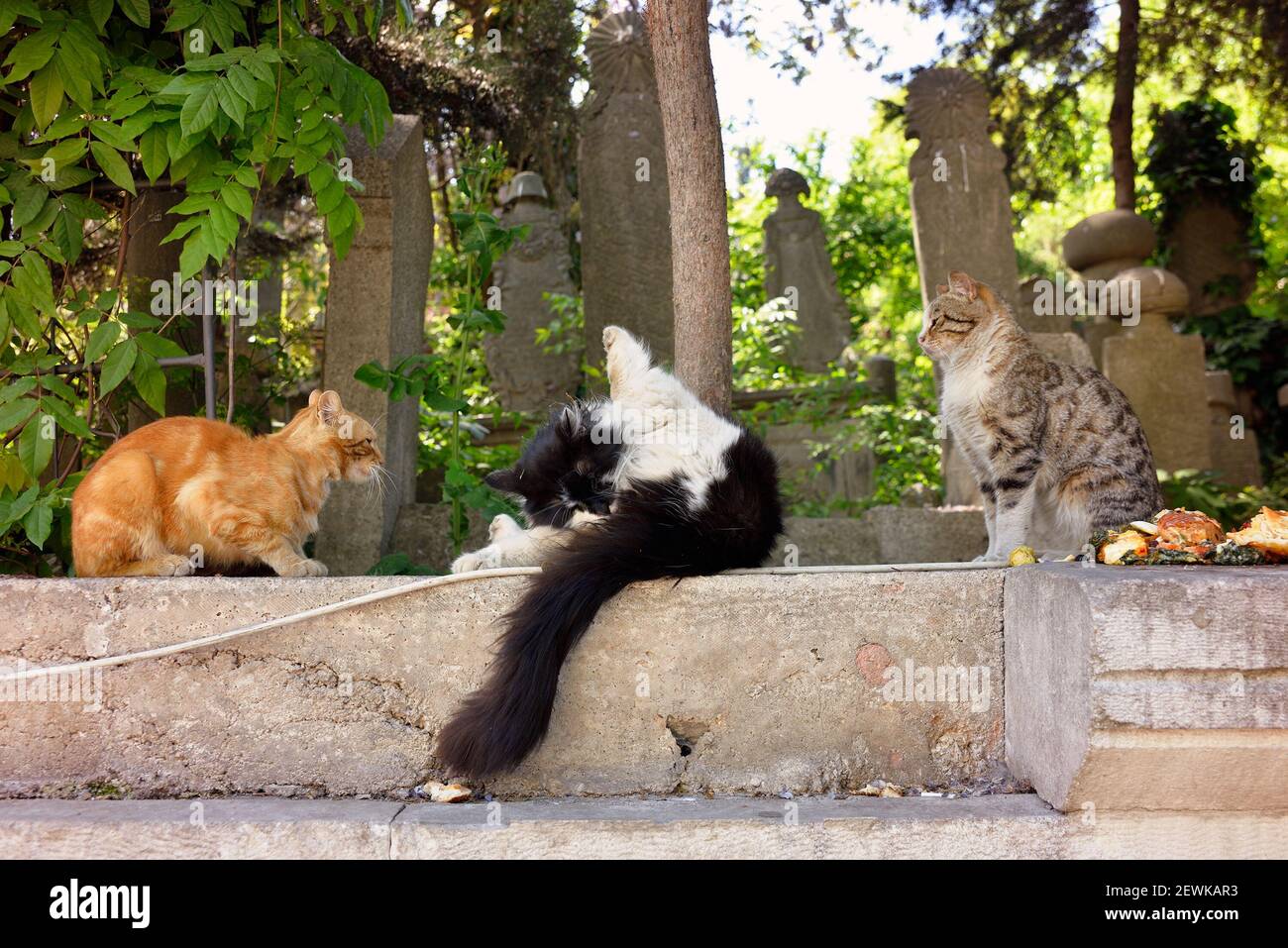 Street cats in Istanbul, Turkey Stock Photo - Alamy