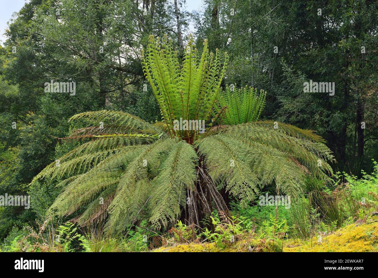 Big australia hi-res stock photography and images - Alamy