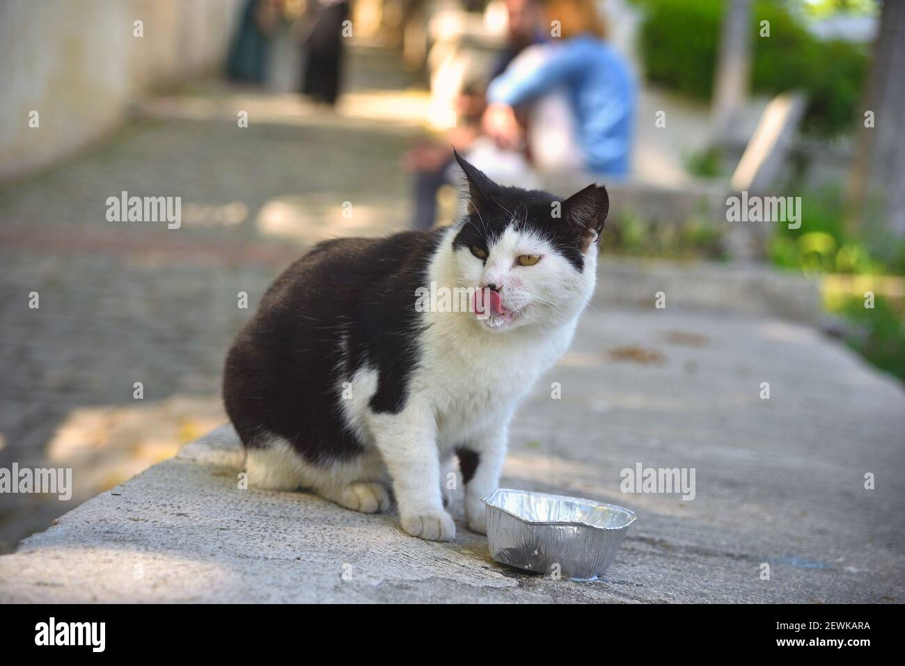 Street cats in Istanbul, Turkey Stock Photo - Alamy