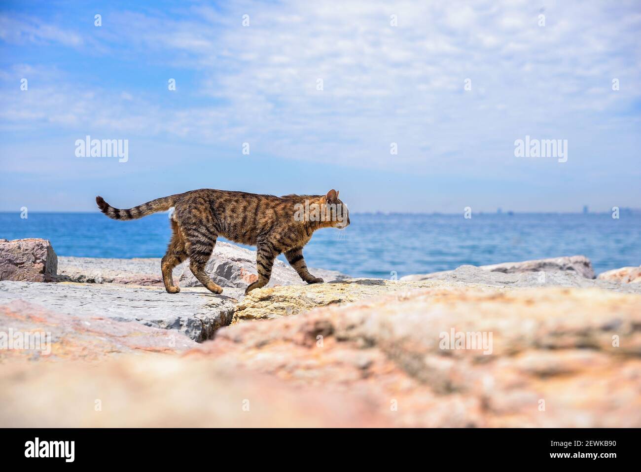 Street cats in Istanbul, Turkey Stock Photo - Alamy