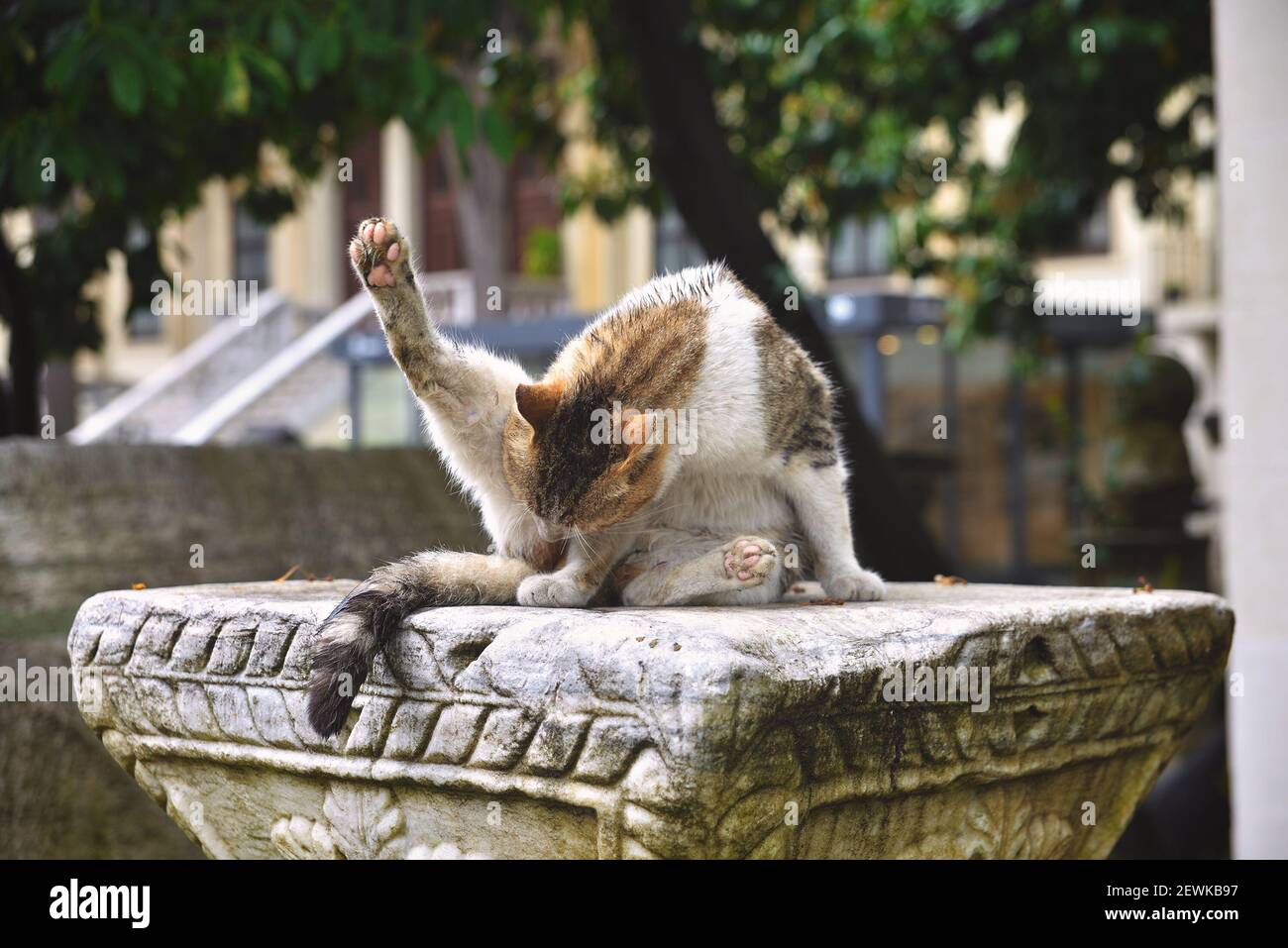Street cats in Istanbul, Turkey Stock Photo - Alamy