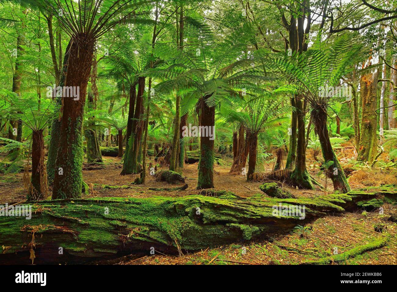 Ferns tree forest near Trowutta Arch (Trowutta Reserve), Tasmania ...