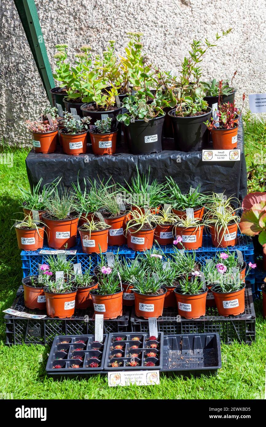 Summer plant and flower display hi-res stock photography and images - Alamy