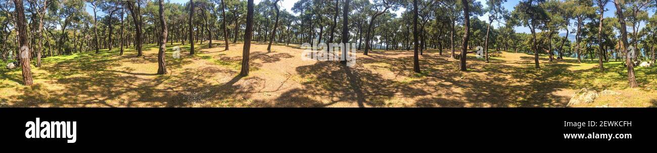 Panorama of 360 degrees, forest with coniferous trees Stock Photo - Alamy