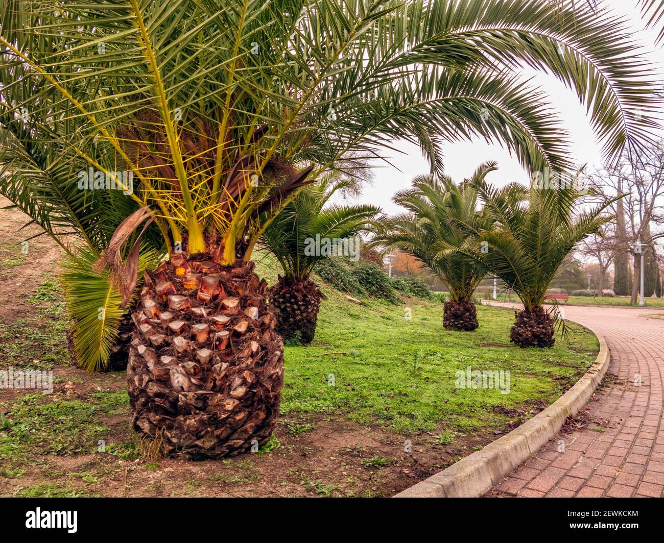 Palms in the park hi-res stock photography and images - Alamy