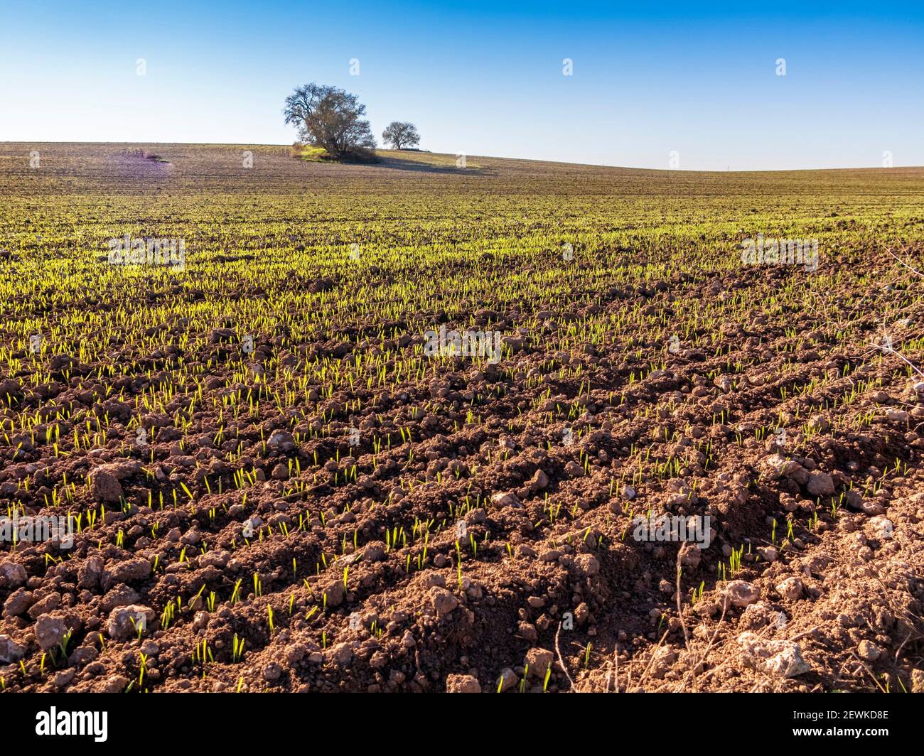 Sunny pinto hi-res stock photography and images - Alamy