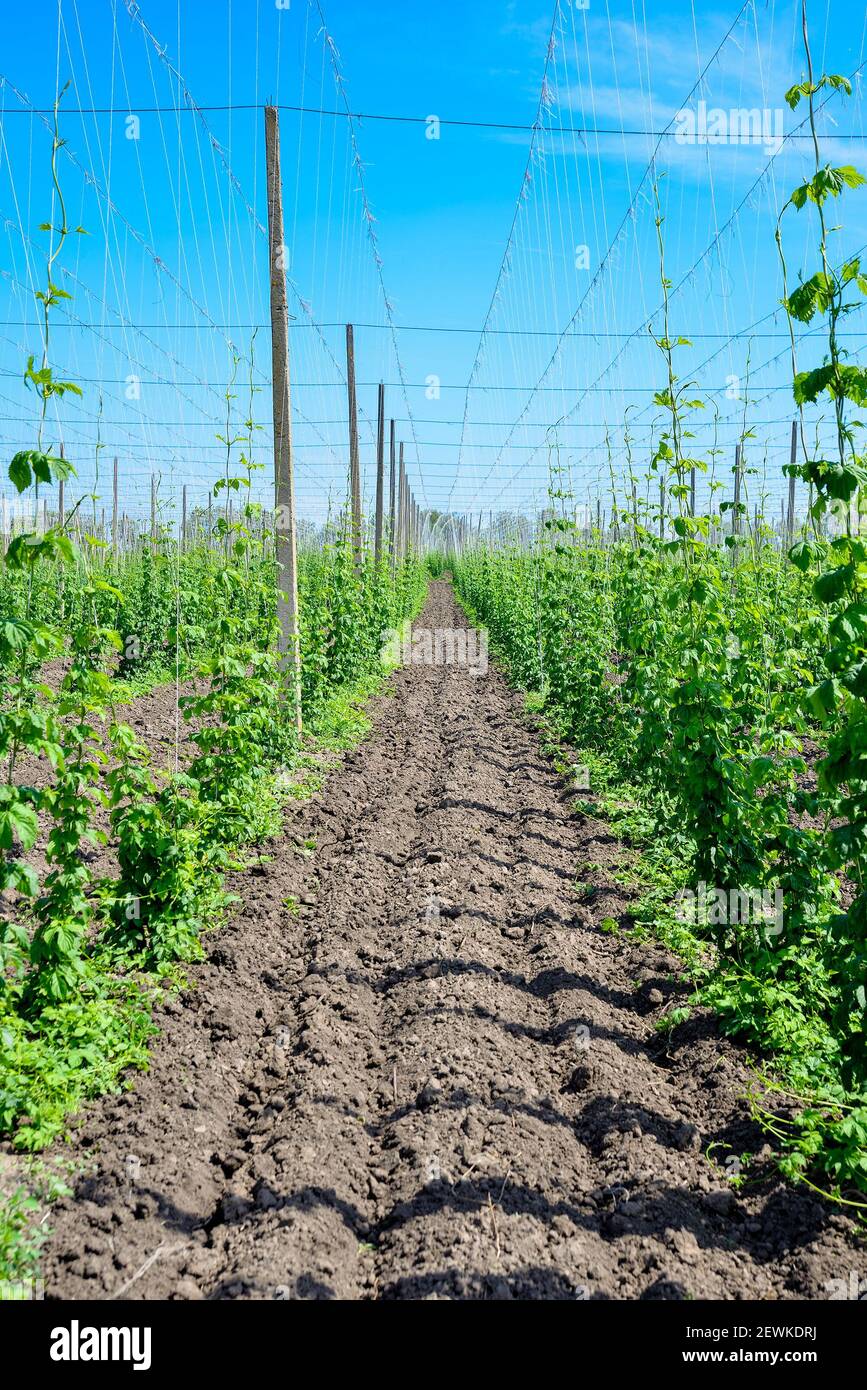 Beautiful landscape. Hops field and blue sky Stock Photo - Alamy