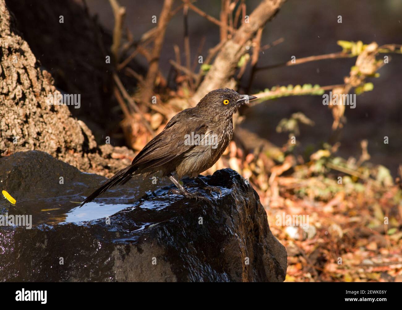 The Arrow-marked Babbler is a noisy thrush sized bird of the bush. They ...