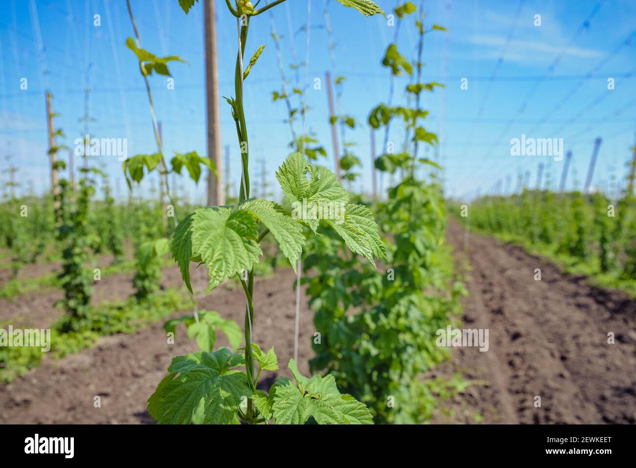 Beautiful landscape. Hops field and blue sky Stock Photo - Alamy