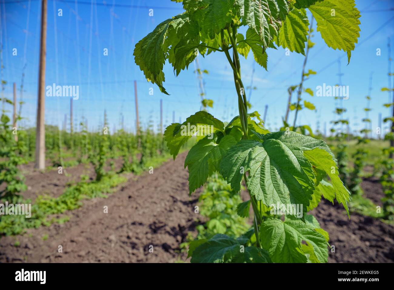Beautiful landscape. Hops field and blue sky Stock Photo - Alamy