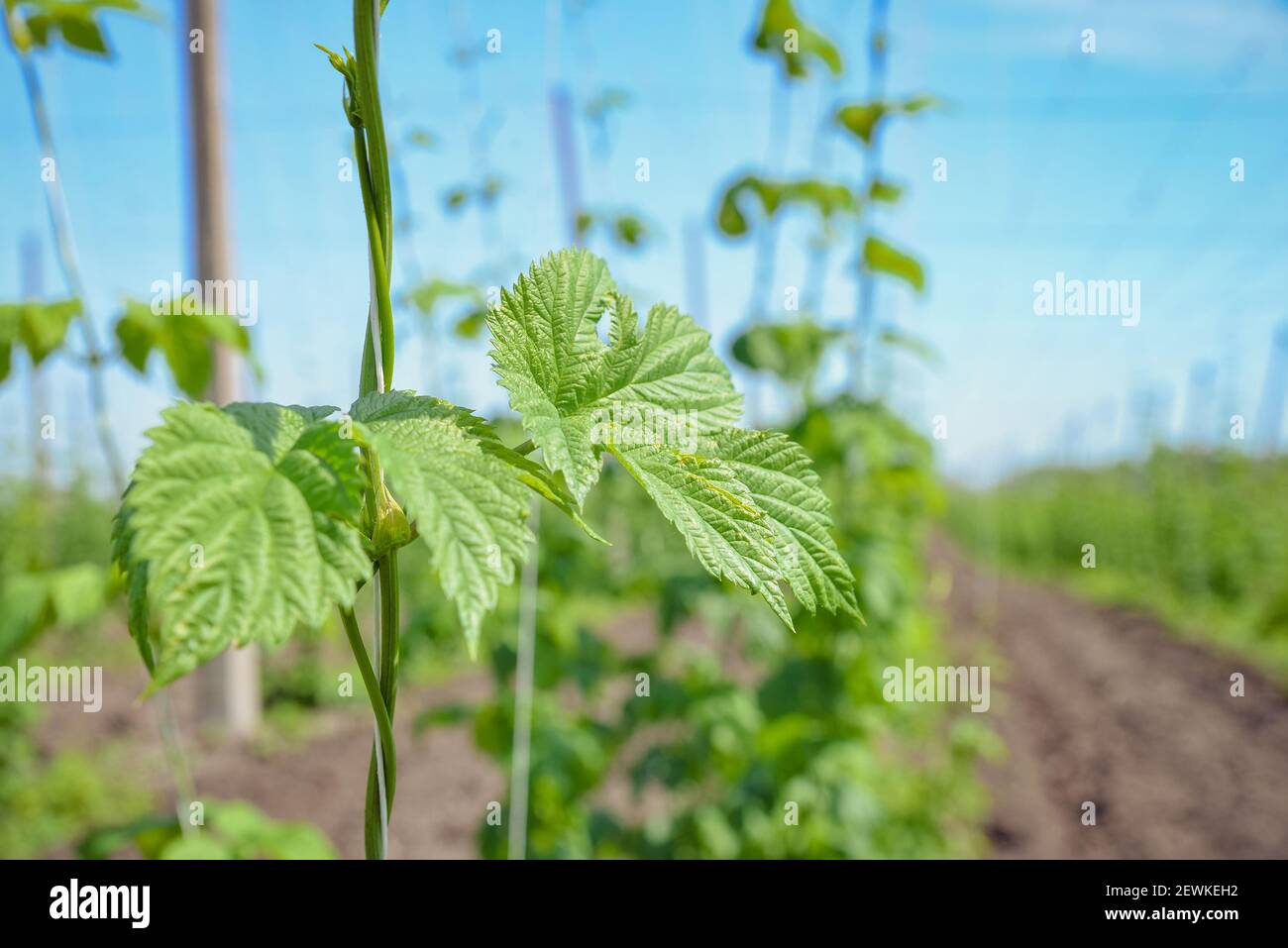 Beautiful landscape. Hops field and blue sky Stock Photo - Alamy