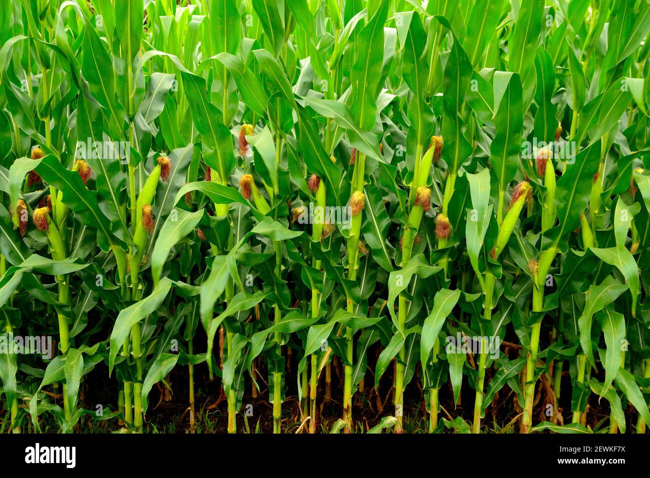 Corn plant in Baiñas, Vimianzo, A Coruña, Spain Stock Photo - Alamy