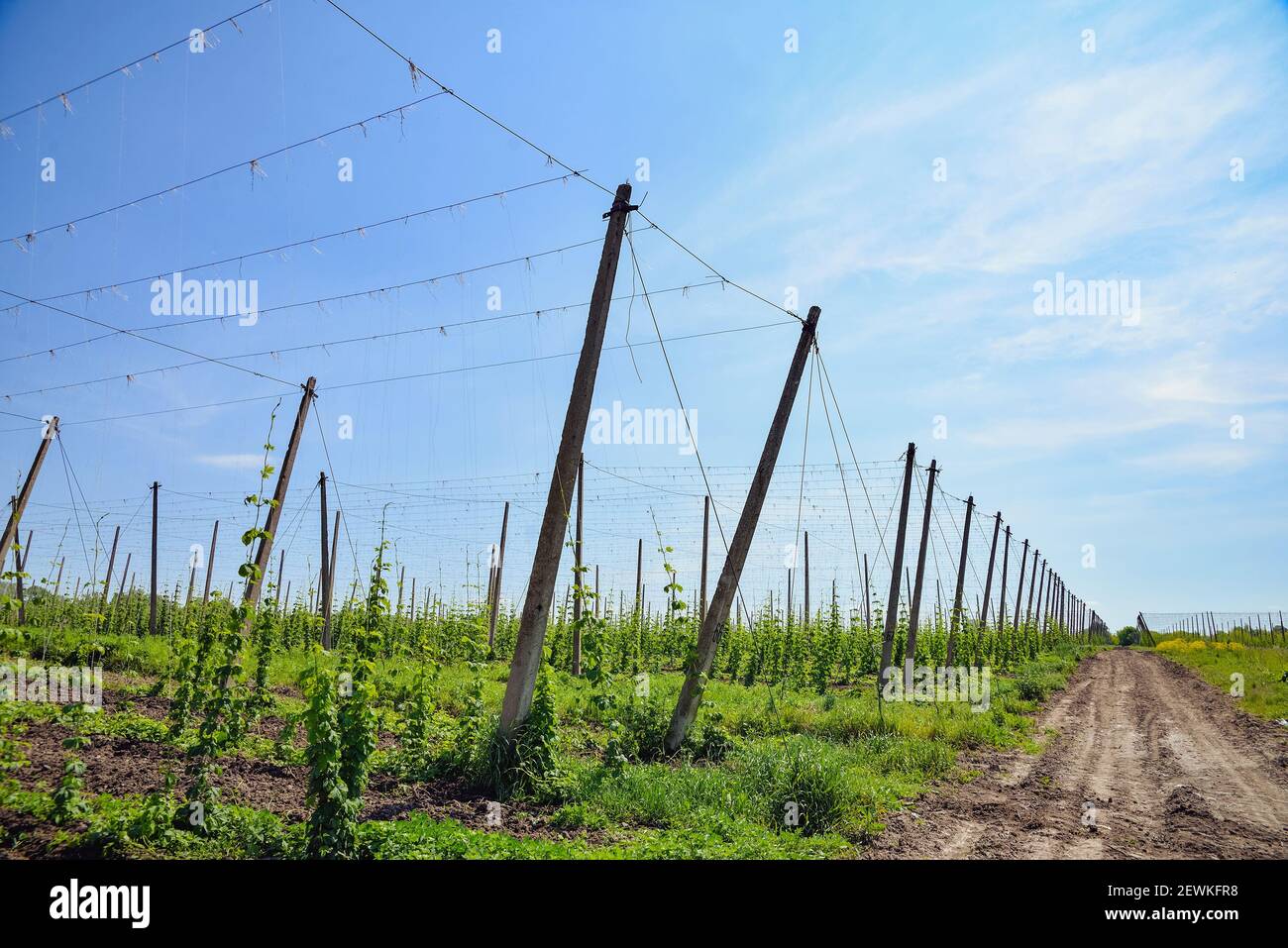Growing hops. Field of young hops Stock Photo - Alamy