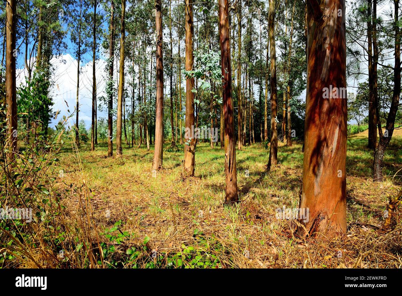 Pine wood in Baiñas, Vimianzo, A Coruña, Spain Stock Photo - Alamy
