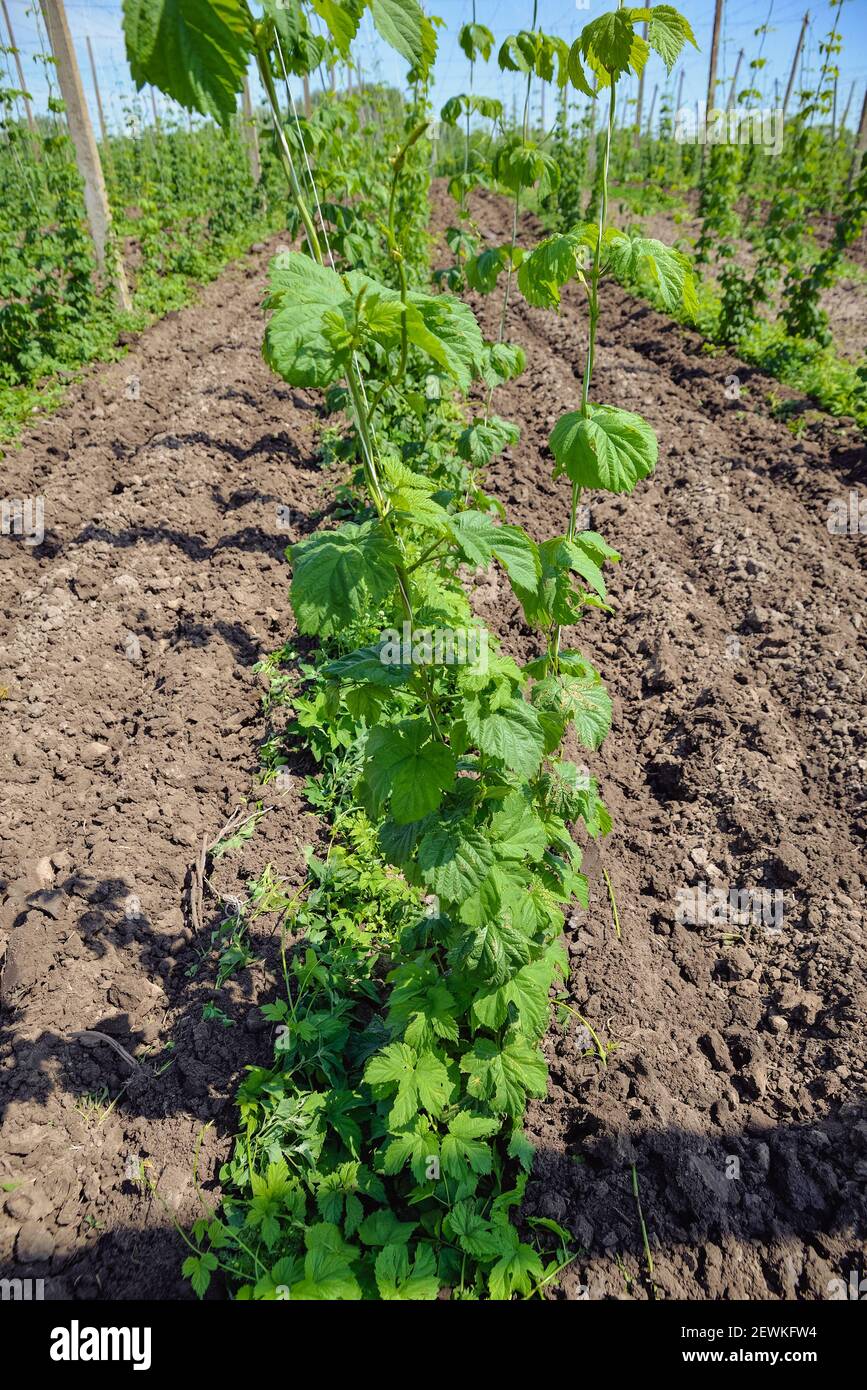 Hops field. Leaves of young hops Stock Photo - Alamy