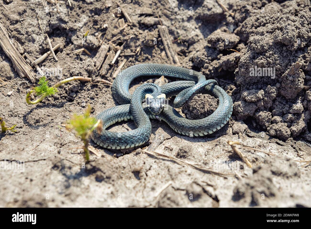 Yellow snake on ground hi-res stock photography and images - Alamy