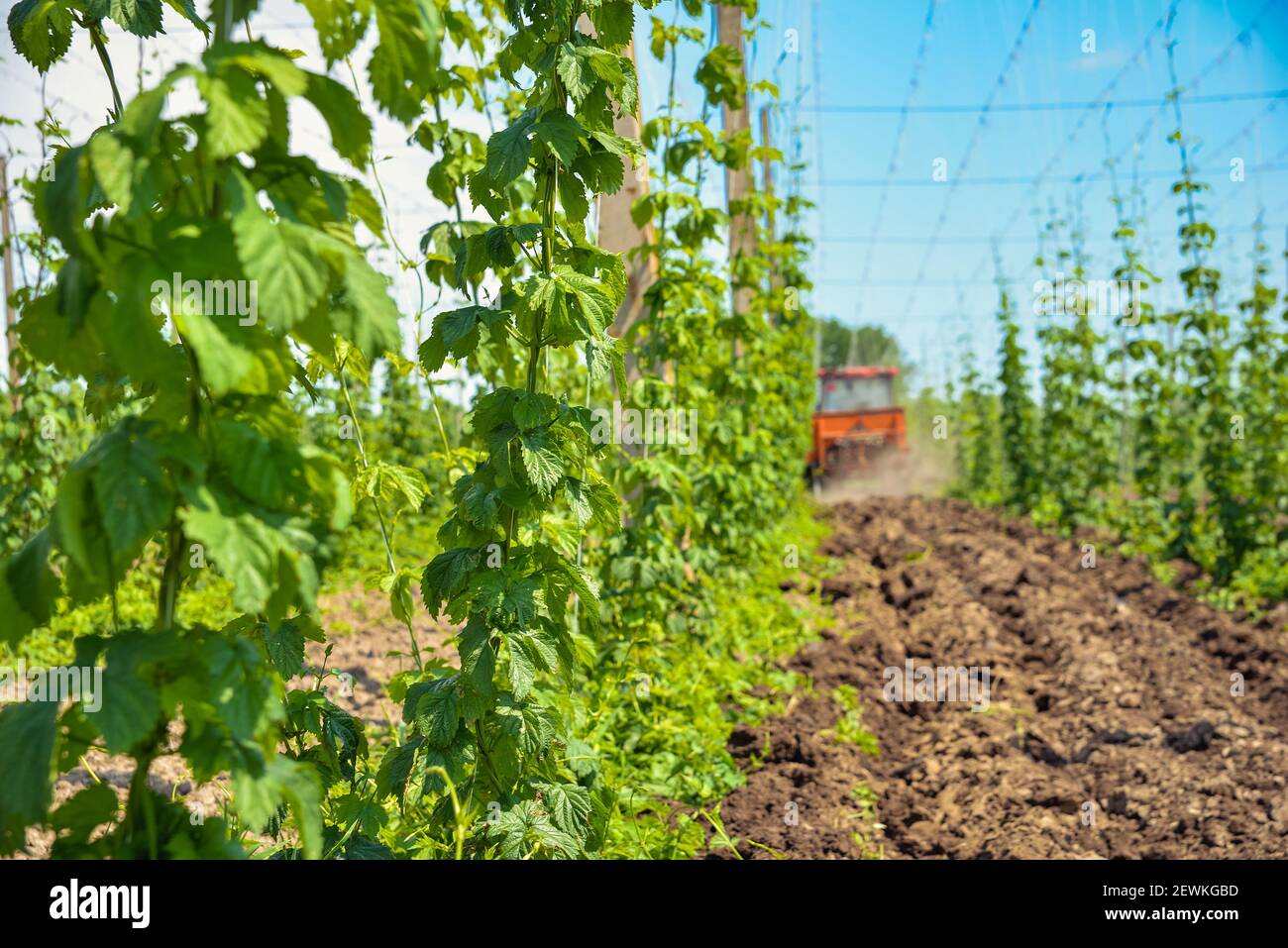 Growing hops. Field of young hops Stock Photo - Alamy
