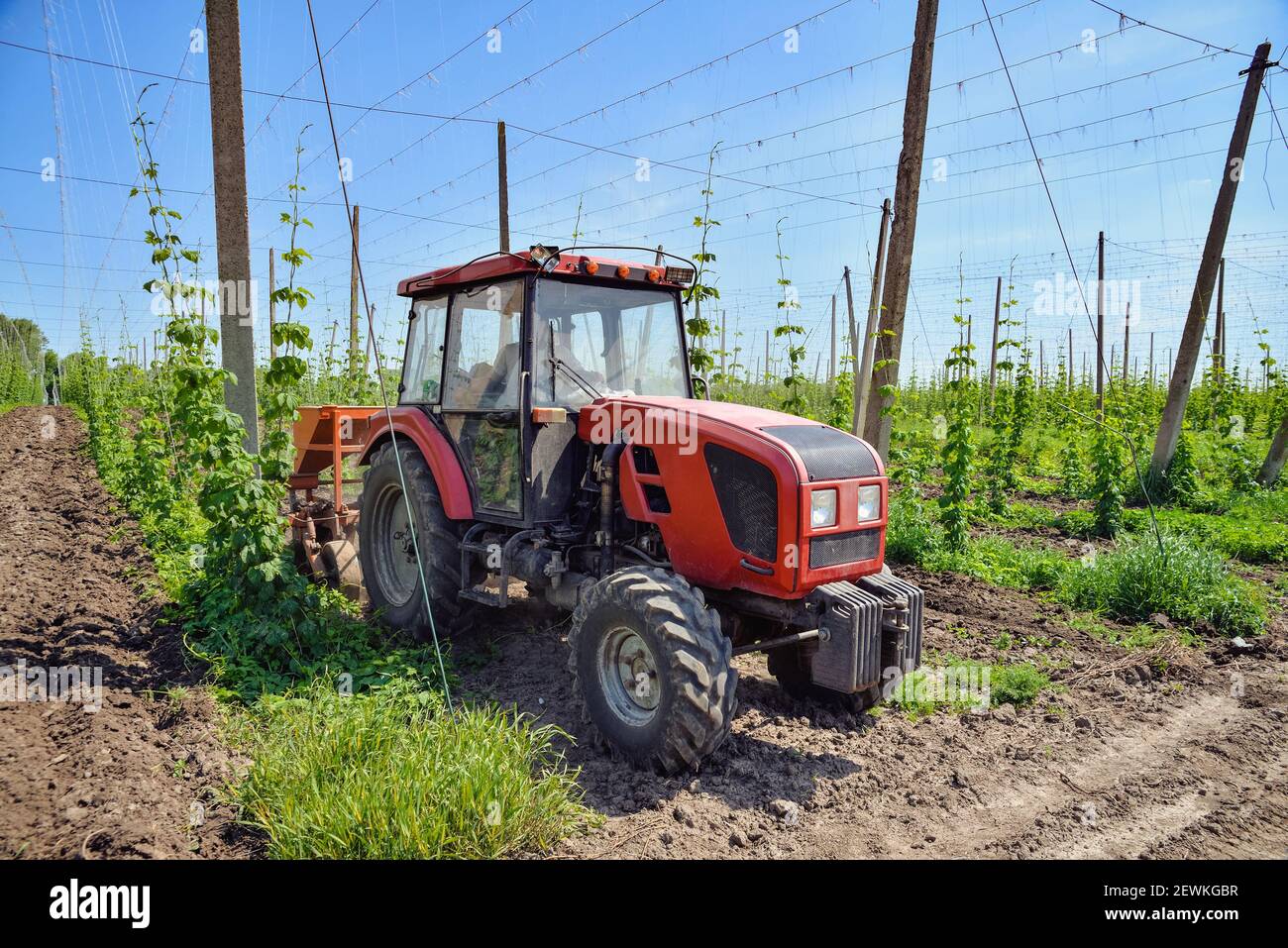 The tractor processes the hops field Stock Photo - Alamy