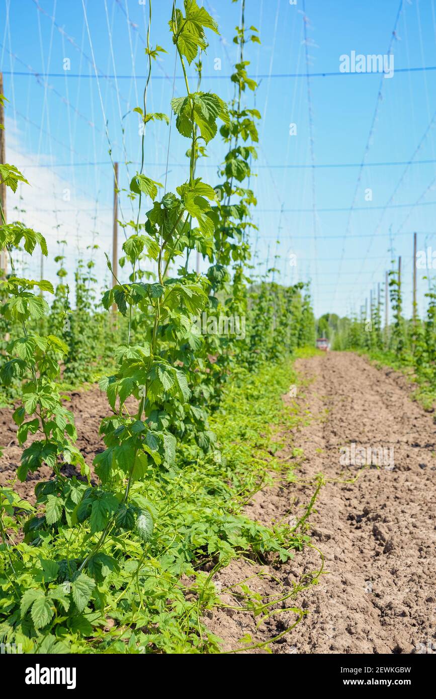 Growing hops. Field of young hops Stock Photo - Alamy