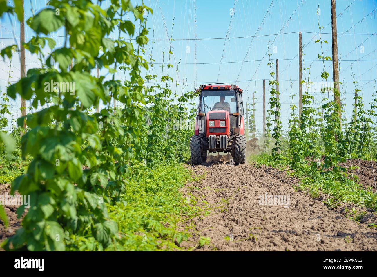 The tractor processes the hops field Stock Photo - Alamy