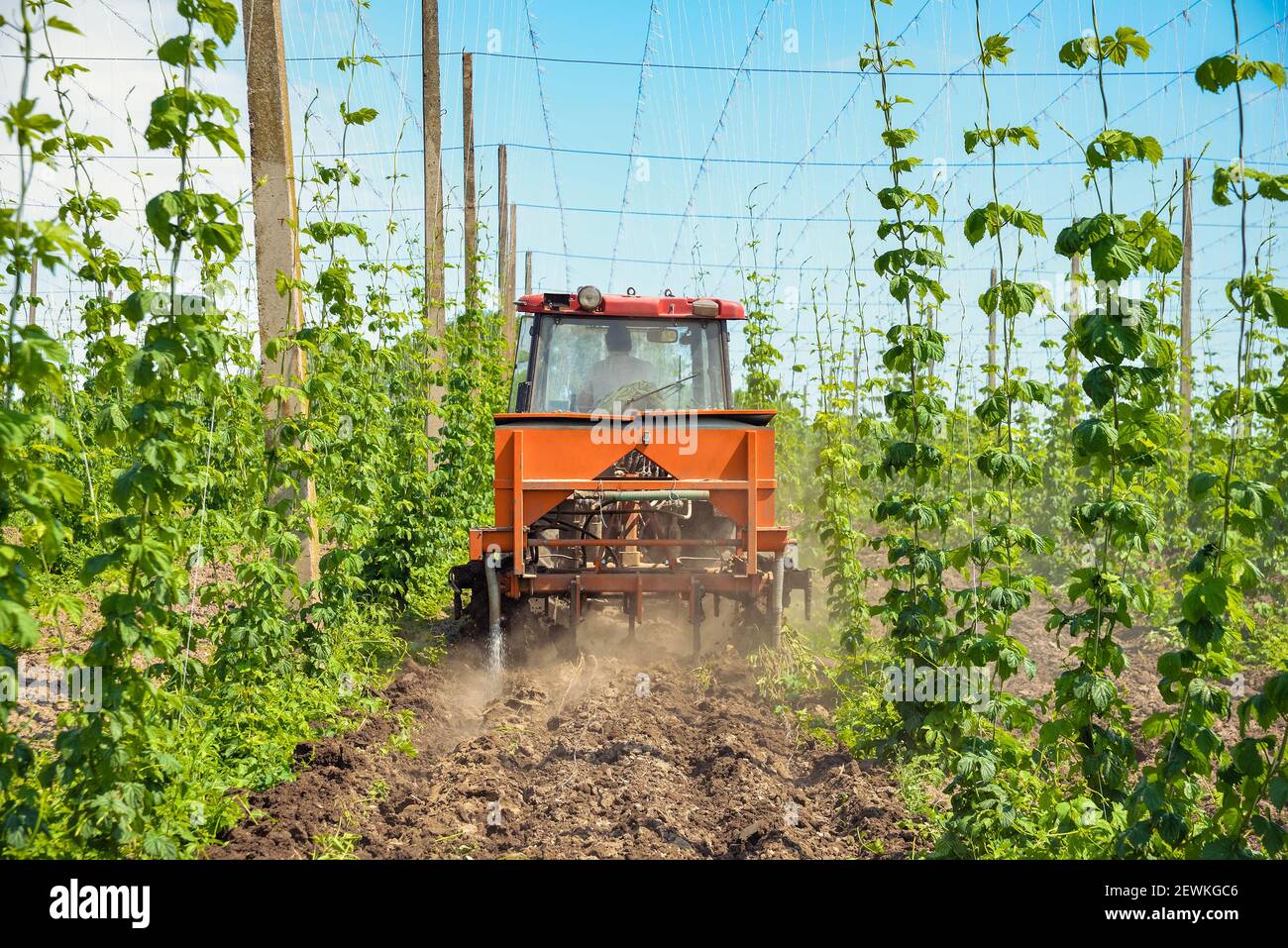 The tractor processes the hops field Stock Photo - Alamy