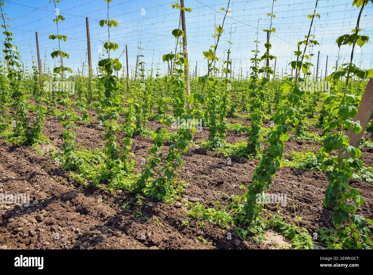 Growing hops. Field of young hops Stock Photo - Alamy