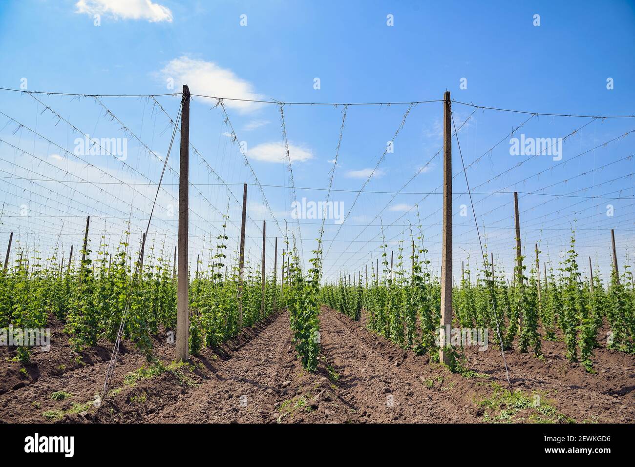 Growing hops. Field of young hops Stock Photo - Alamy