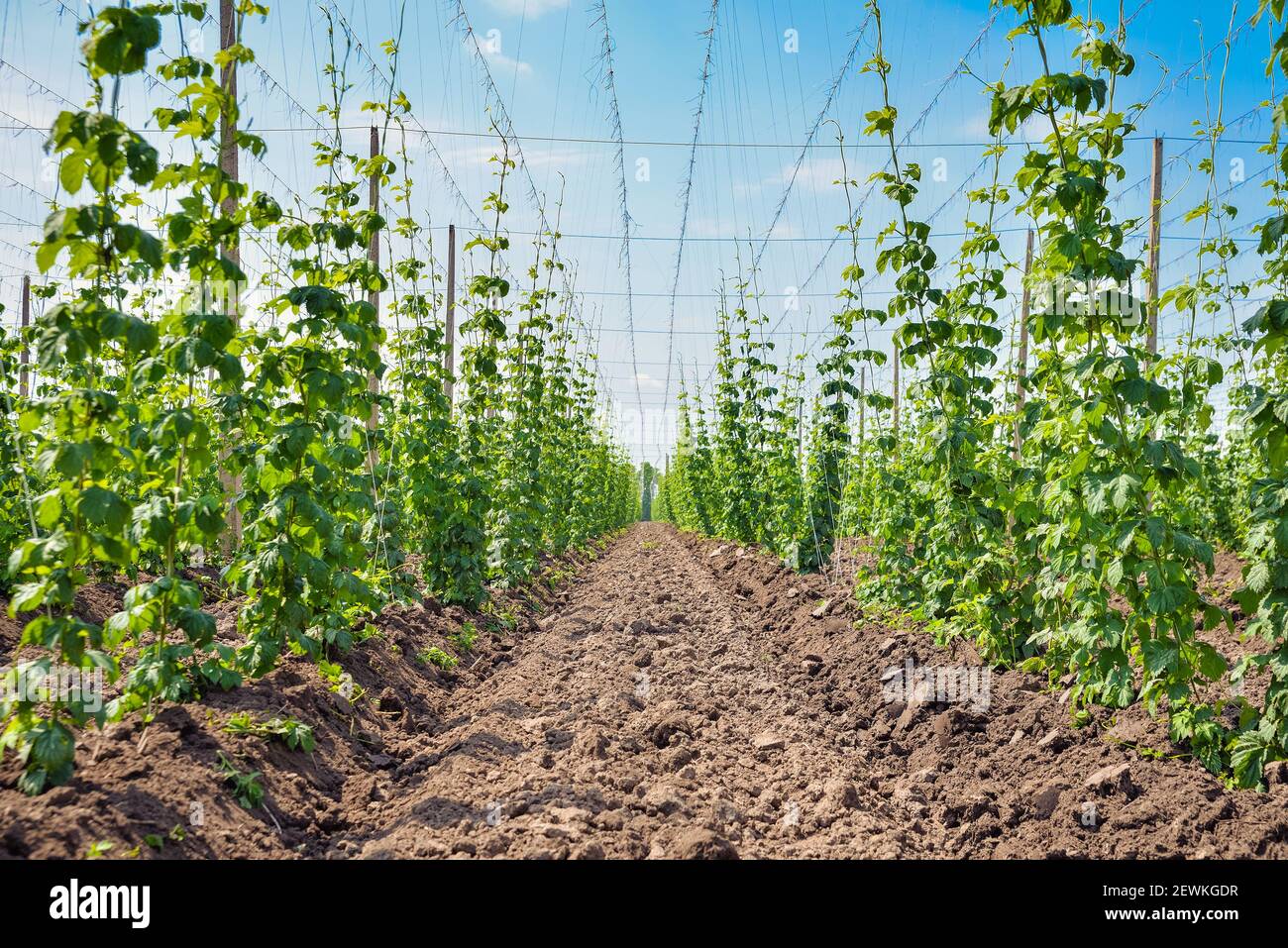 Growing hops. Field of young hops Stock Photo - Alamy
