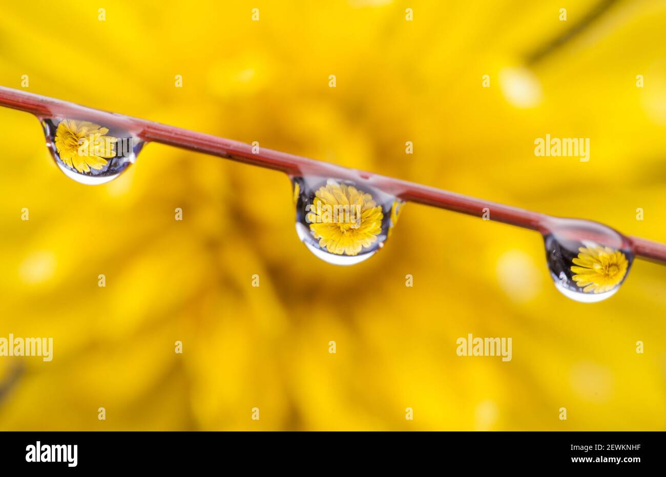 (161001) -- HOHHOT, Oct. 1, 2016 (Xinhua) -- Dewdrops are seen on a ...