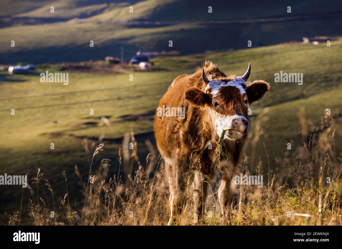 (161001) -- URUMQI, Oct. 1, 2016 (Xinhua) -- A head of cattle eats grass at a scenic spot in ...