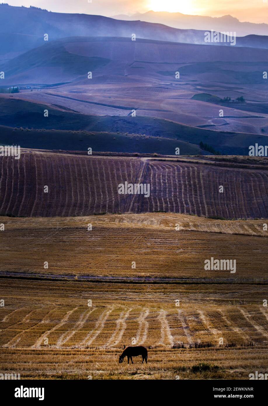 (161001) -- URUMQI, Oct. 1, 2016 (Xinhua) -- Photo taken on Sept. 29, 2016 shows the autumn ...