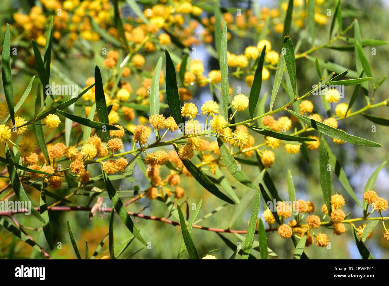 Acacia dodonaeifolia hi-res stock photography and images - Alamy