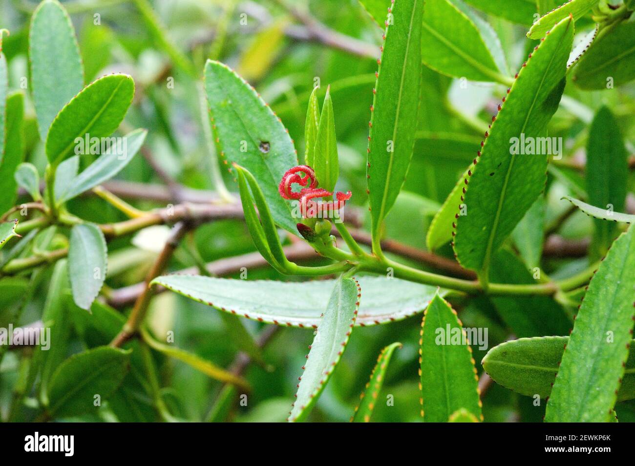 Lechon High Resolution Stock Photography and Images - Alamy
