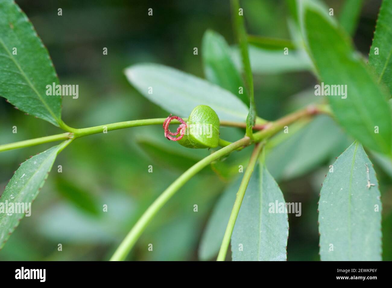 Lechon High Resolution Stock Photography and Images - Alamy
