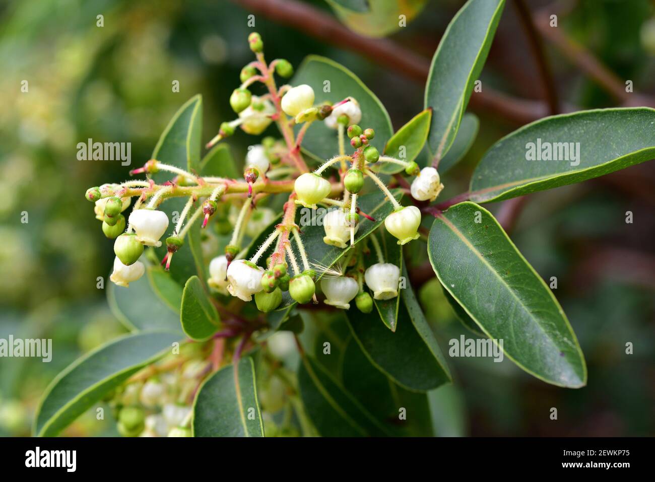 Native evergreen tree of the mediterranean region hi-res stock ...
