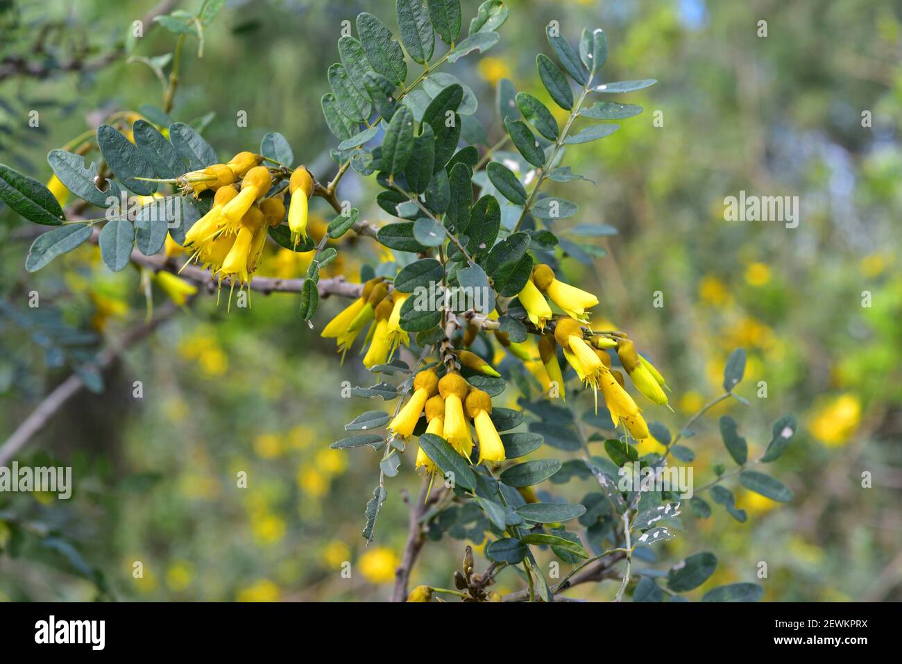Macrocarpa Tree High Resolution Stock Photography and Images - Alamy