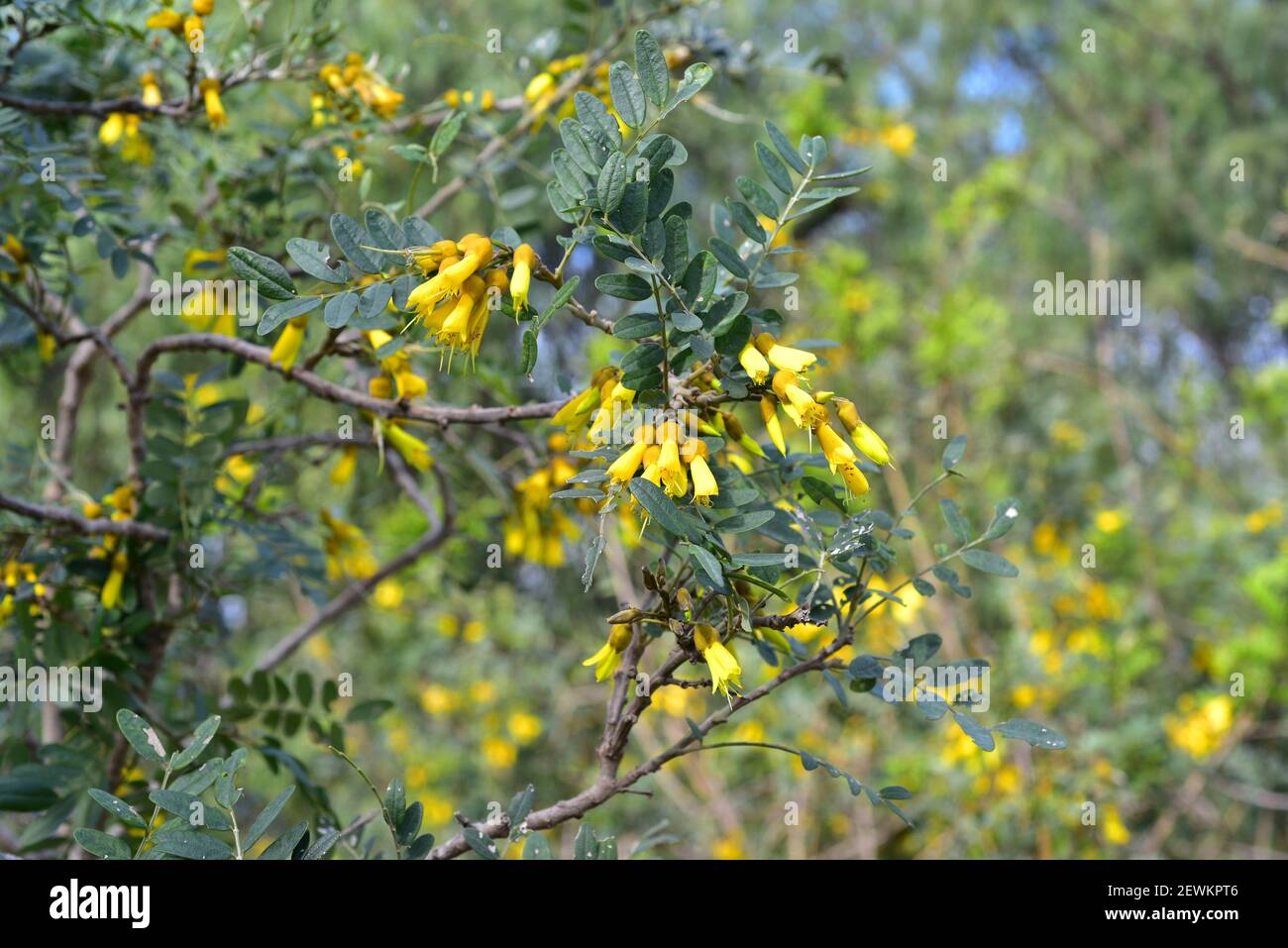 Macrocarpa Tree High Resolution Stock Photography and Images - Alamy