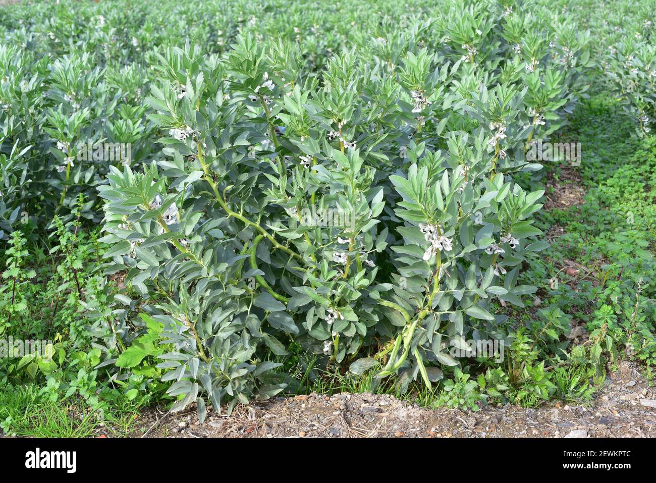Fava Bean Plant High Resolution Stock Photography and Images - Alamy
