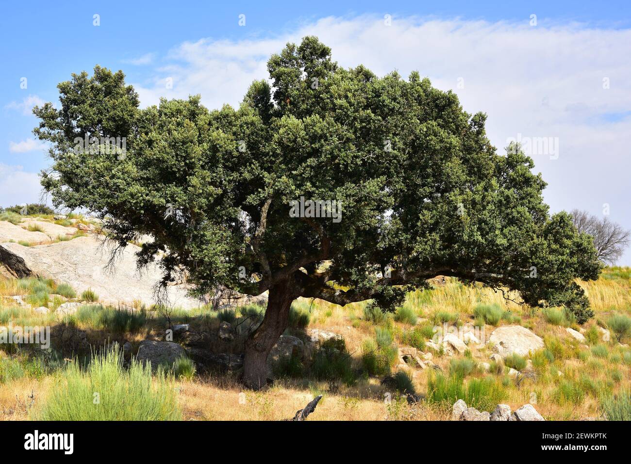 Holly oak quercus ilex evergreen hi-res stock photography and images ...